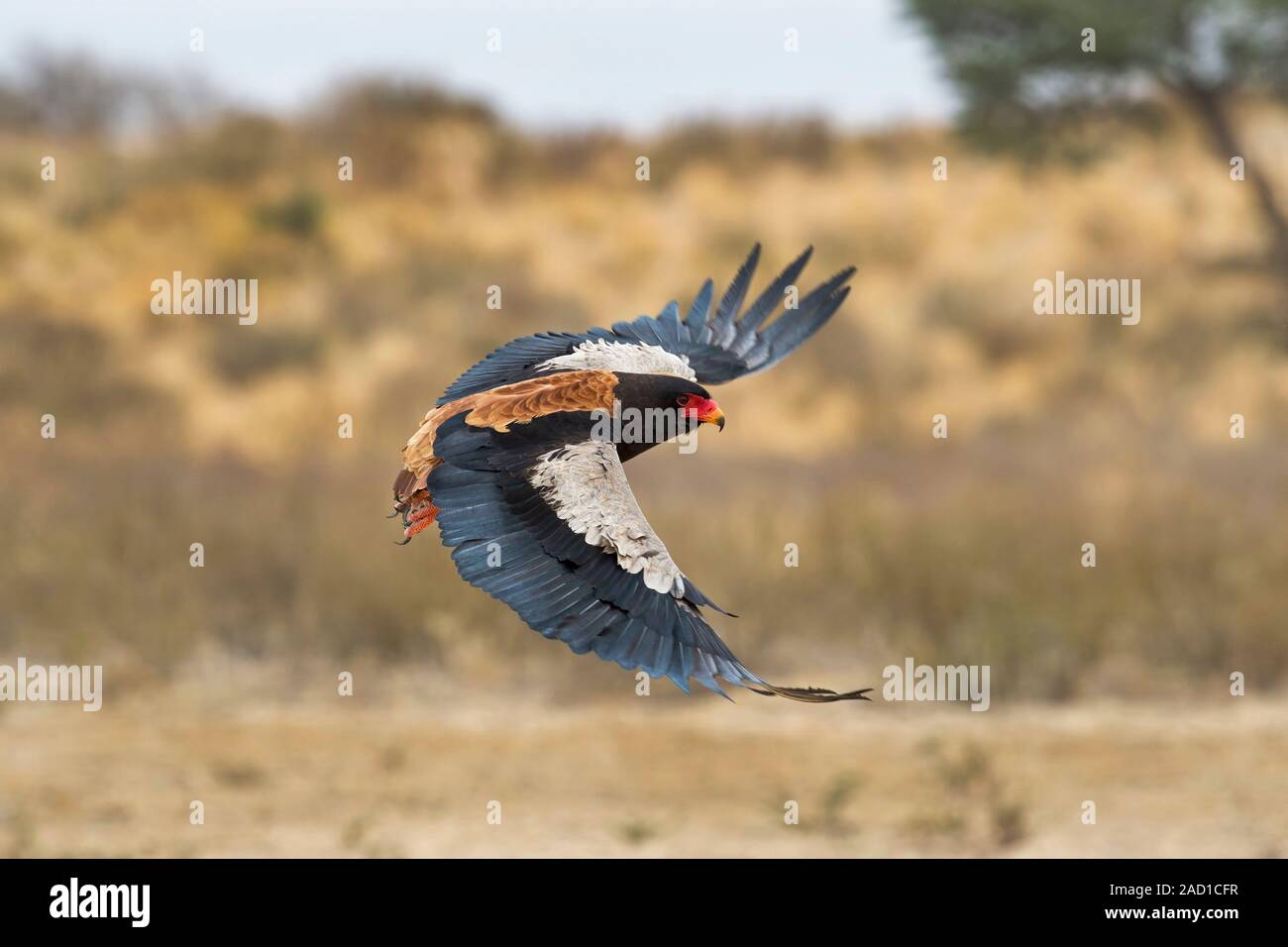Bateleur eagle (Terathopius ecaudatus) in flight. This bird's common ...