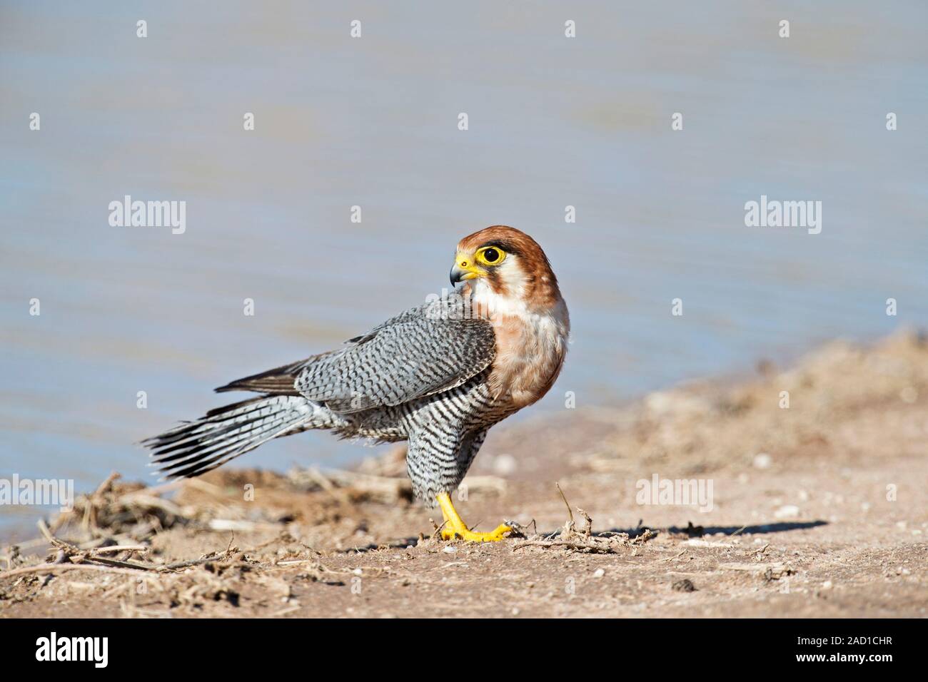 The Red-necked Falcon or Red-headed Merlin (Falco chicquera) is a bird ...