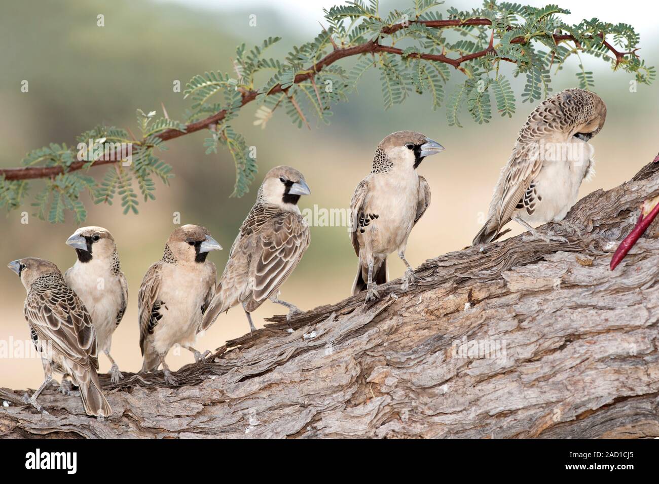 Sociable weavers (Philetairus socius) seeking shade whilst perched on ...