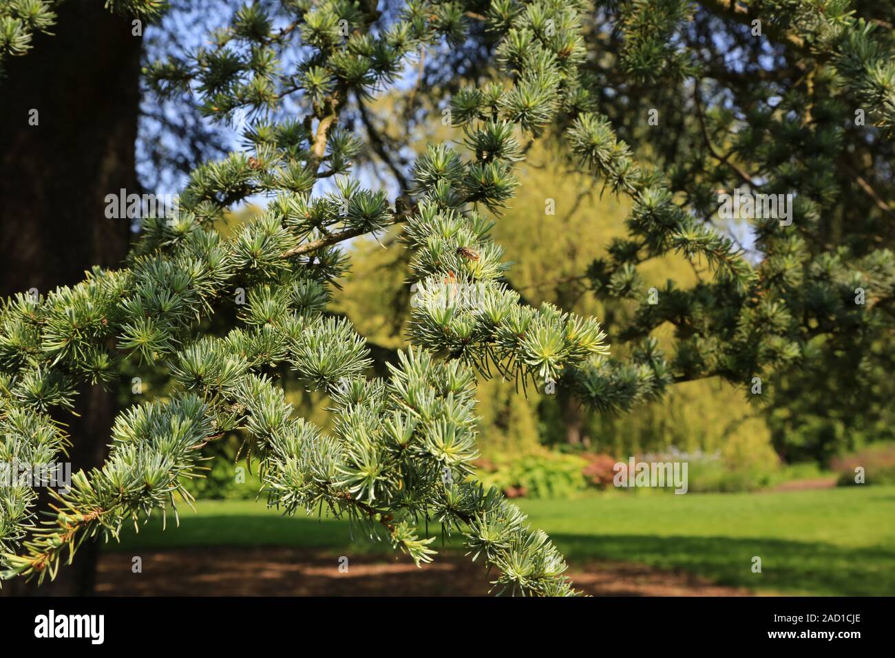 Cedrus hi-res stock photography and images - Alamy