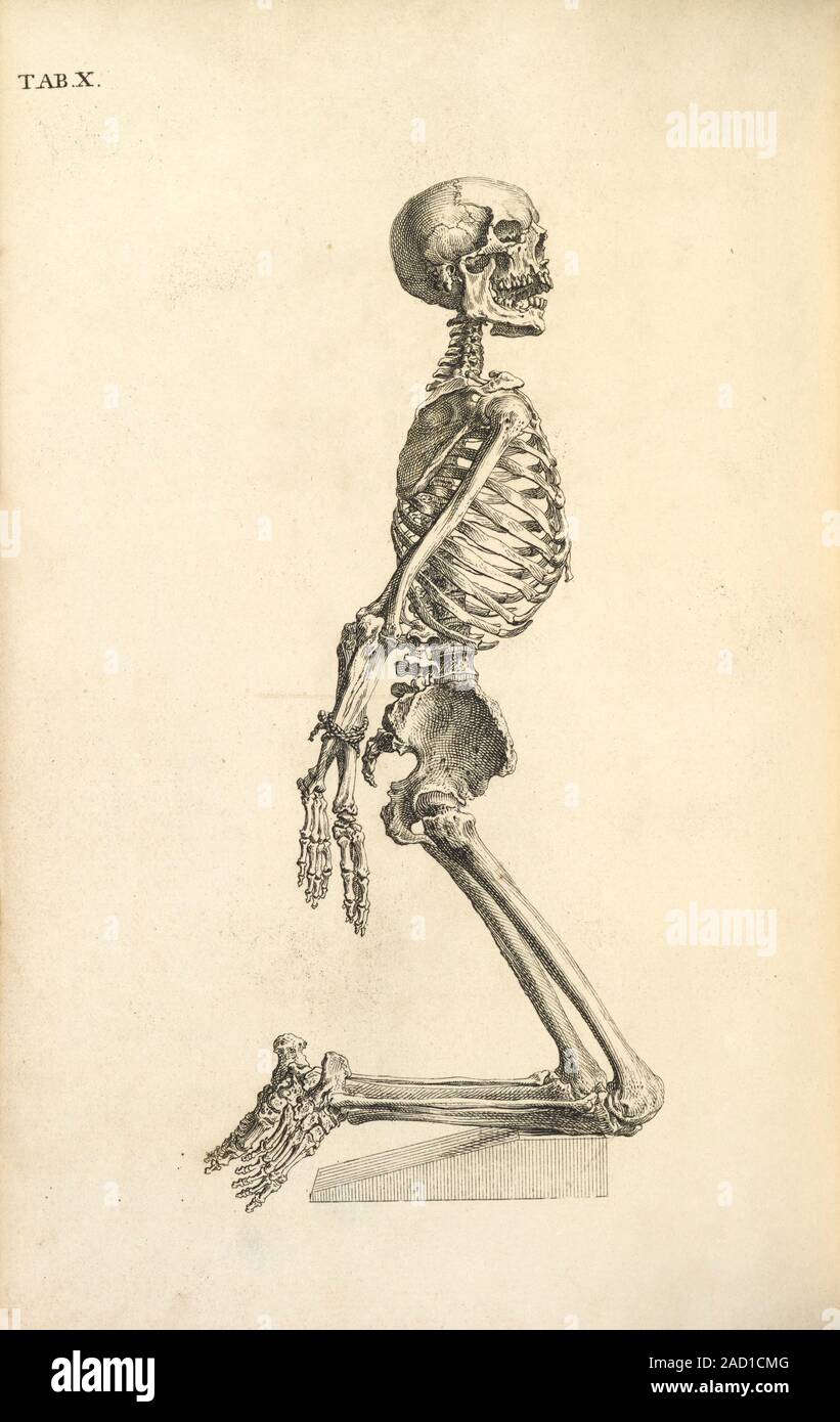 Human skeleton kneeling. 18th-century illustration of a human skeleton ...