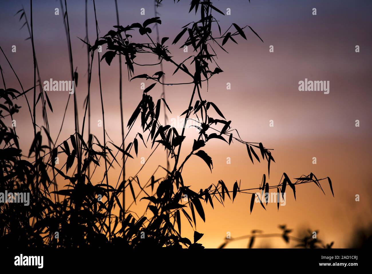 Bamboo stems at sunset Stock Photo - Alamy