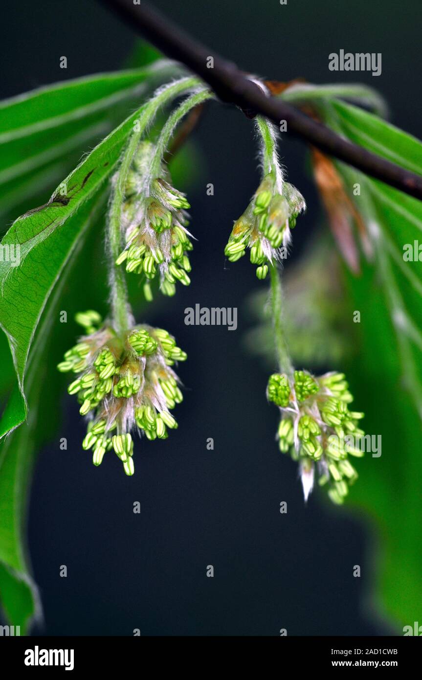 Beech tree blossom. Flowers of the European beech tree (Fagus sylvatica ...