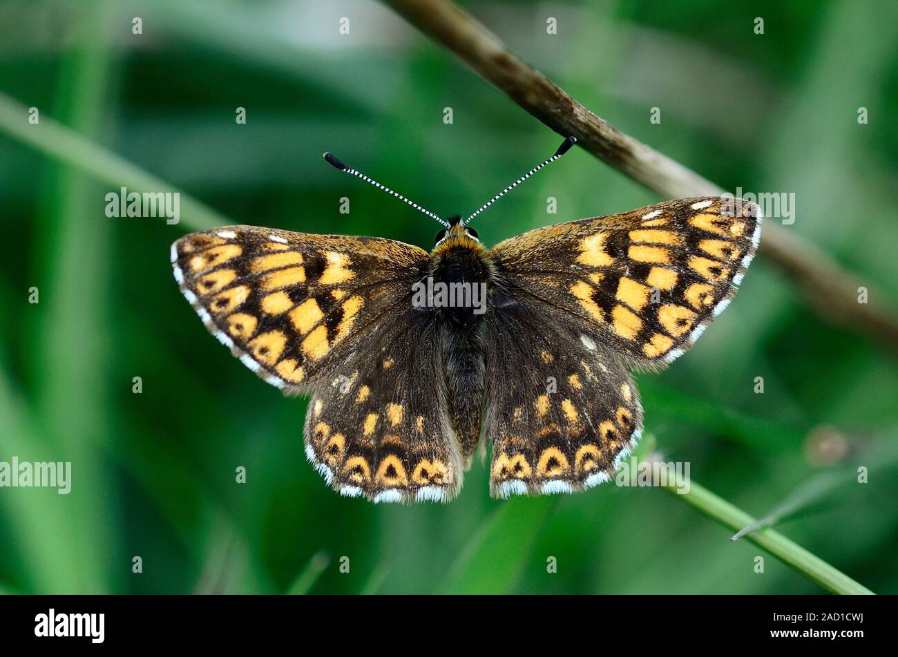 Duke of Burgundy (Hamearis lucina) butterfly. Photographed in June, in ...