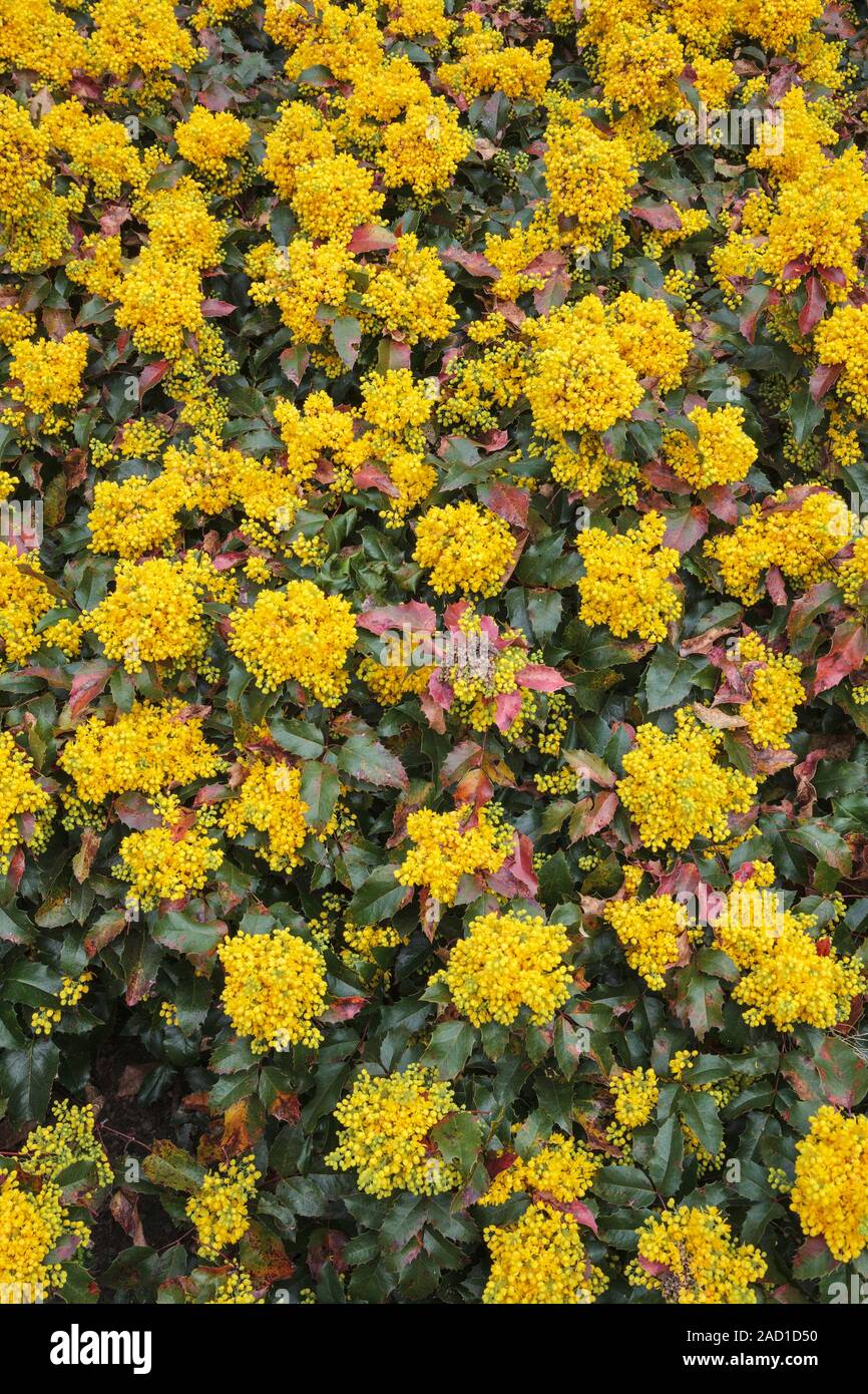 Mahonia aquifolium 'Apollo' Stock Photo - Alamy