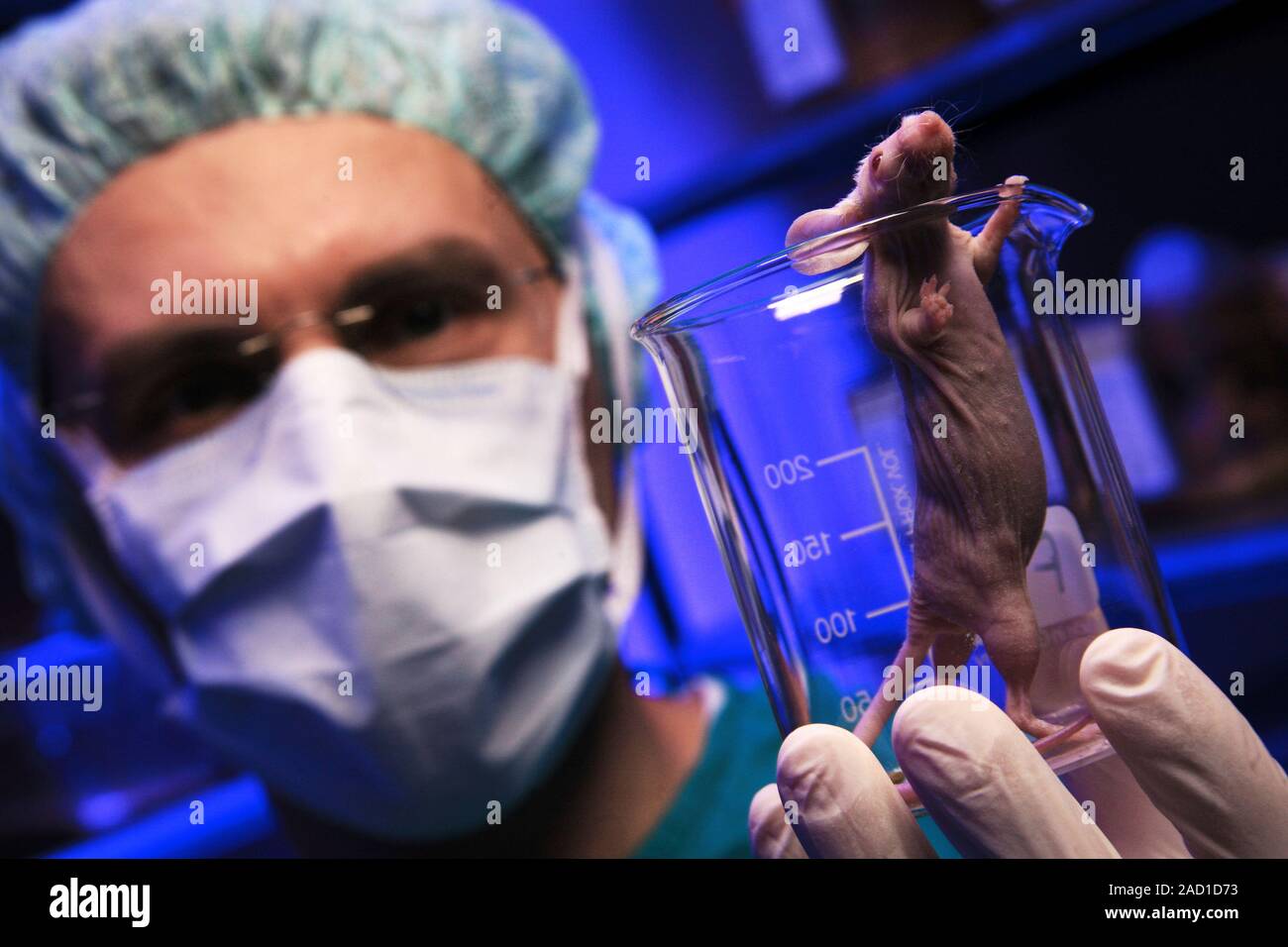 Bald Laboratory Mutant Mouse Mus Musculus Such Mutant Mice Have A