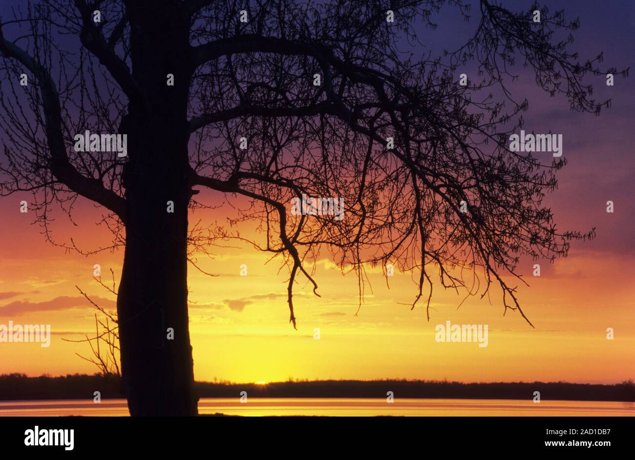 Evening mood with aspen tree at Lake Astotin / Elk Island National Park ...