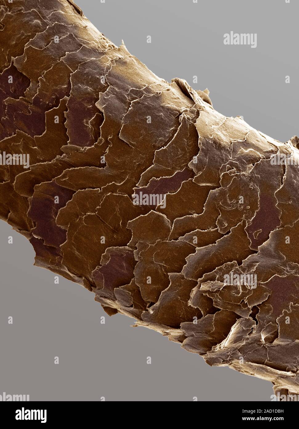 Human head hair. Coloured scanning electron micrograph (SEM) of a shaft ...