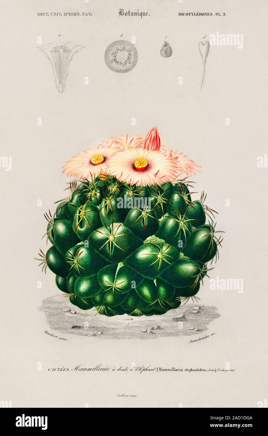 Starry Ball (Mammillaria elephantidens) illustrated by Charles ...