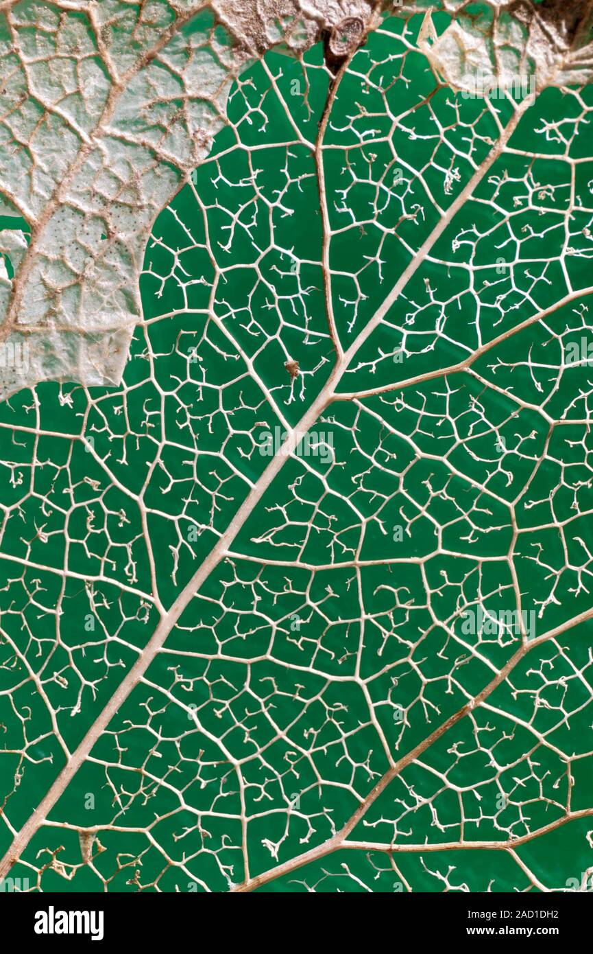 A skeletonised leaf of common ivy, Hedera helix, showing vascular ...