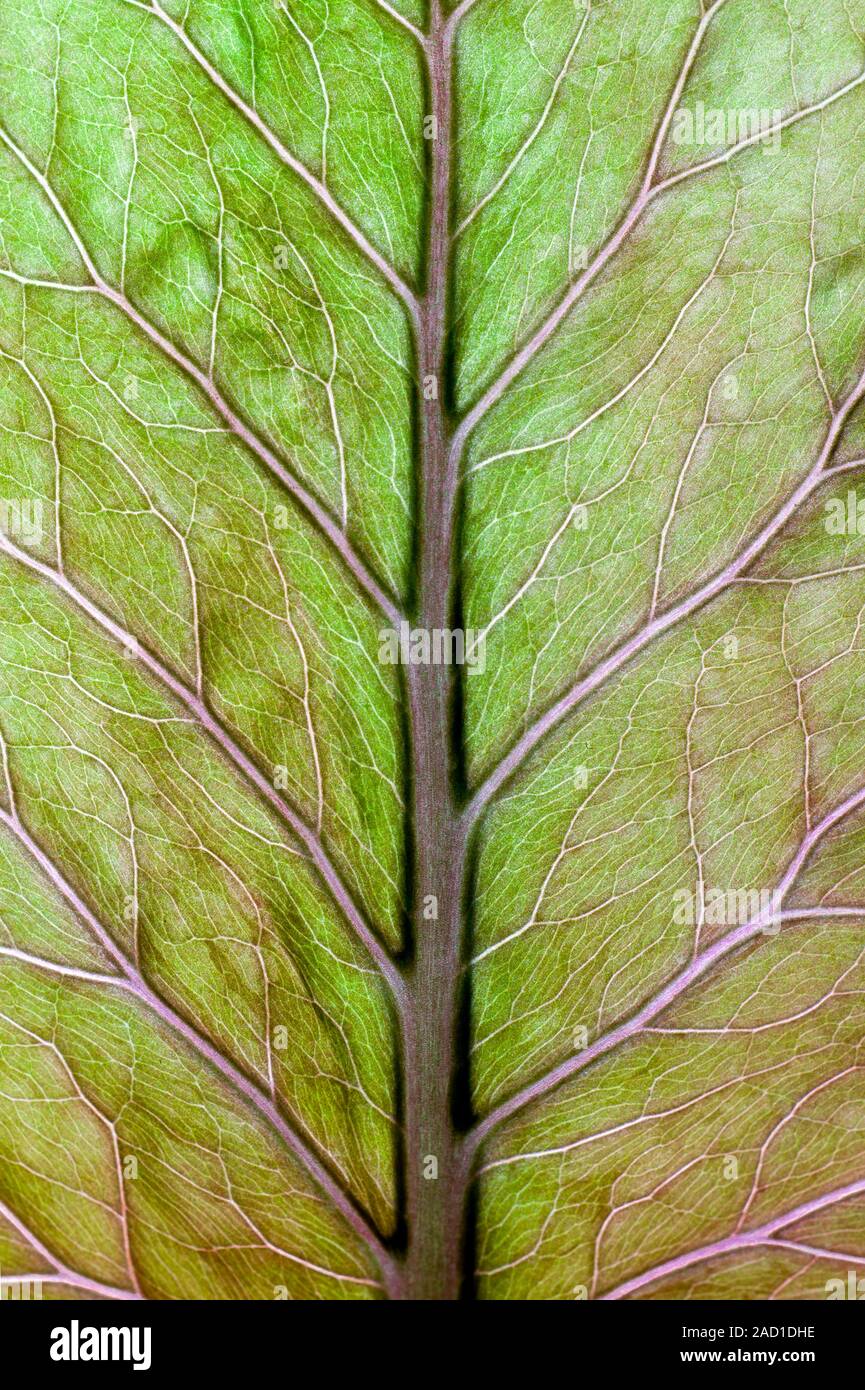 A young leaf of Cardiocrinum giganteum, the Giant Himalayan lily ...