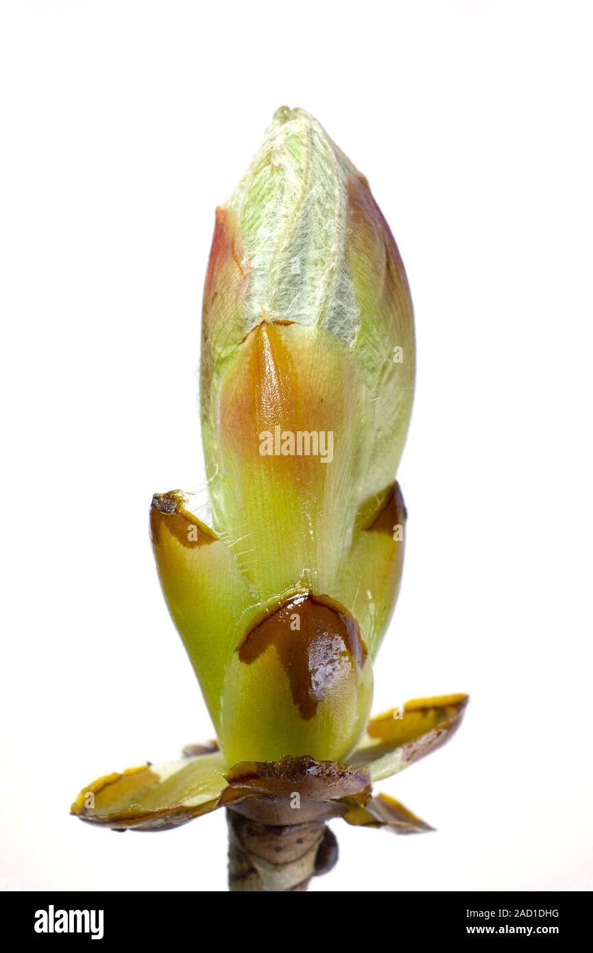Expanding shoot of the horse chestnut, Aesculus hippocastanum. The ...