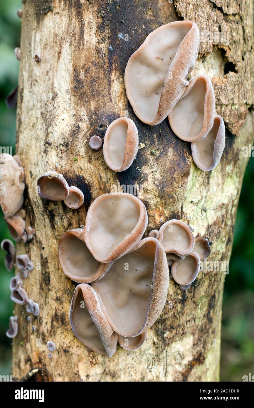 Fruiting bodies of the Jew's Ear fungus, Auricularia auricula-judae, on ...