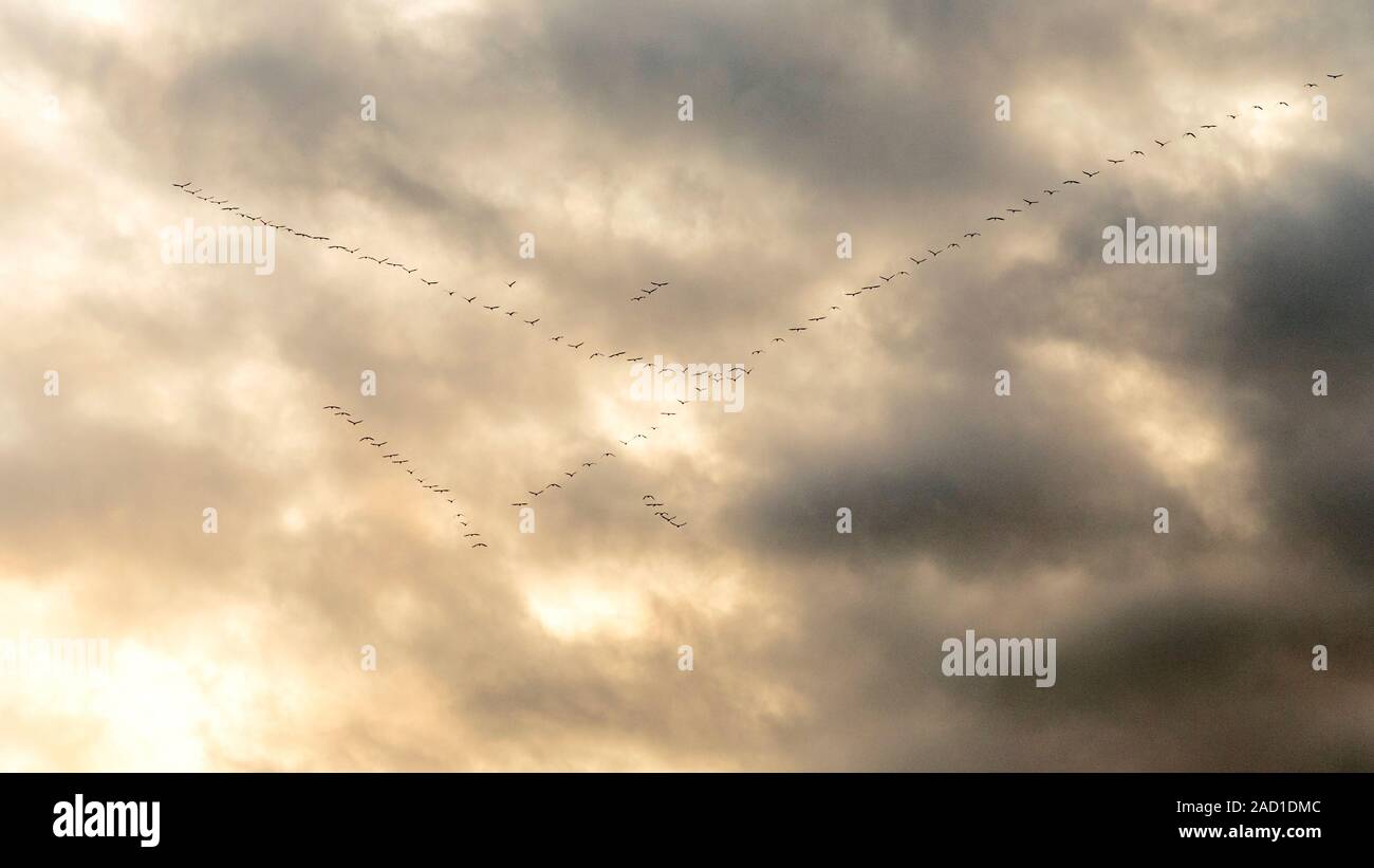 Migrating geese. Geese (family Anatidae) flying in formation at sunset ...