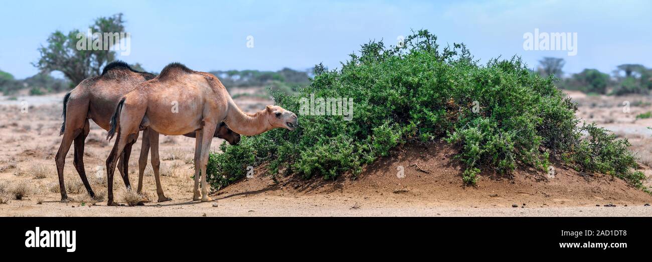 Camels eating salt cedar. Panoramic view of dromedary camels (Camelus ...