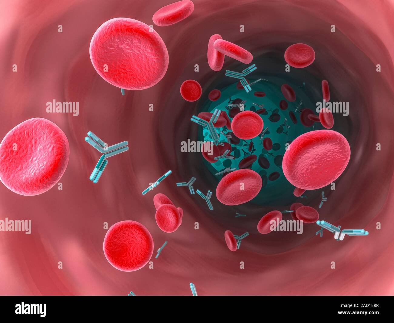 Antibodies in bloodstream. Computer illustration of antibodies (Y ...