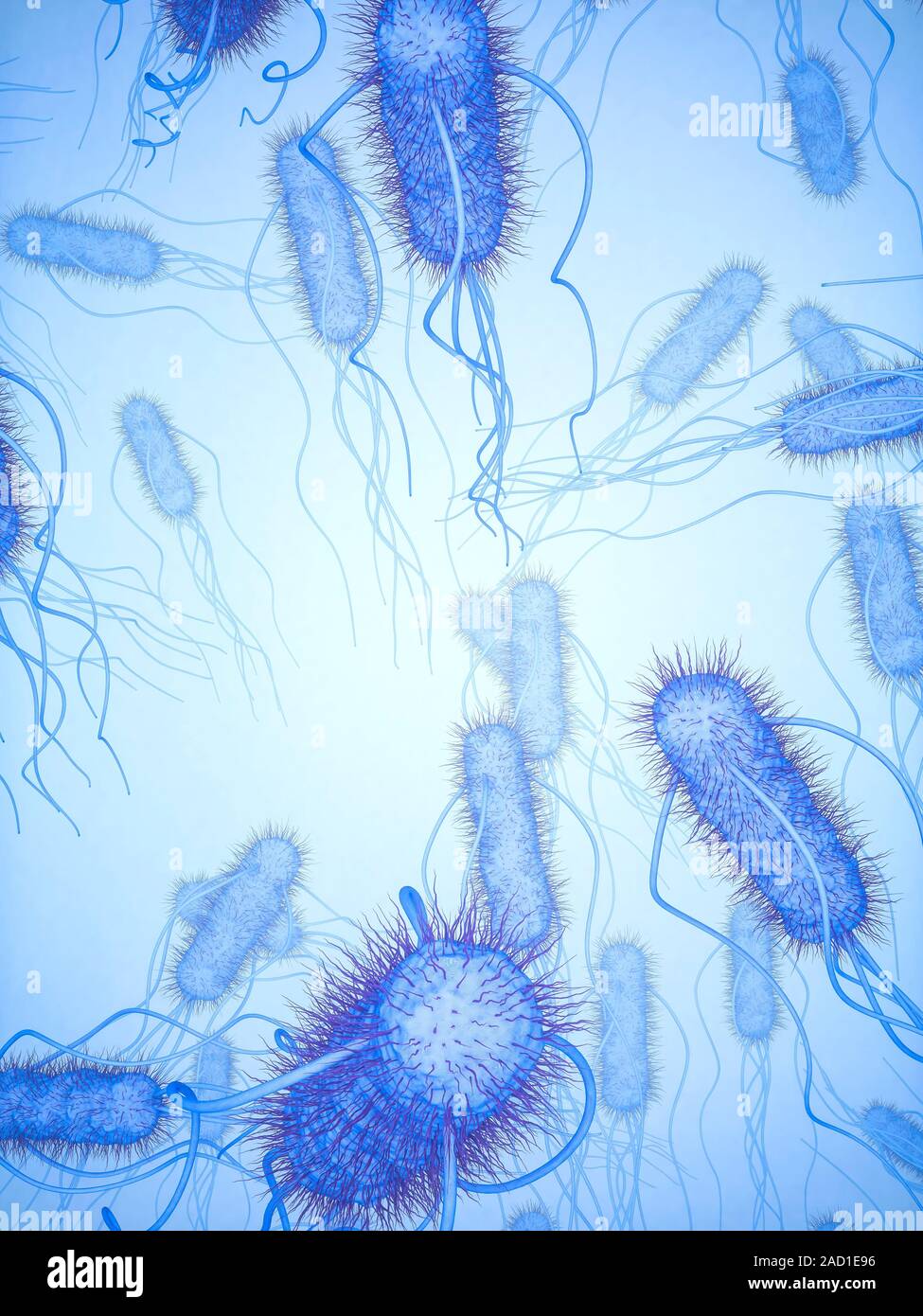 E. coli bacteria. Computer illustration of flagellated Escherichia coli ...