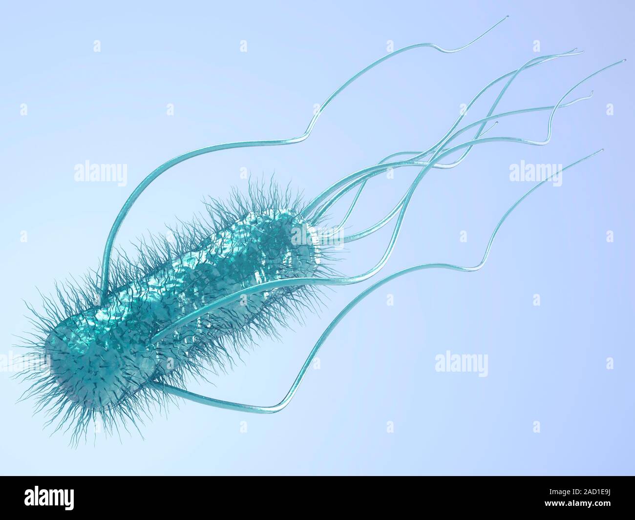 E. coli bacterium. Computer illustration of a flagellated Escherichia ...
