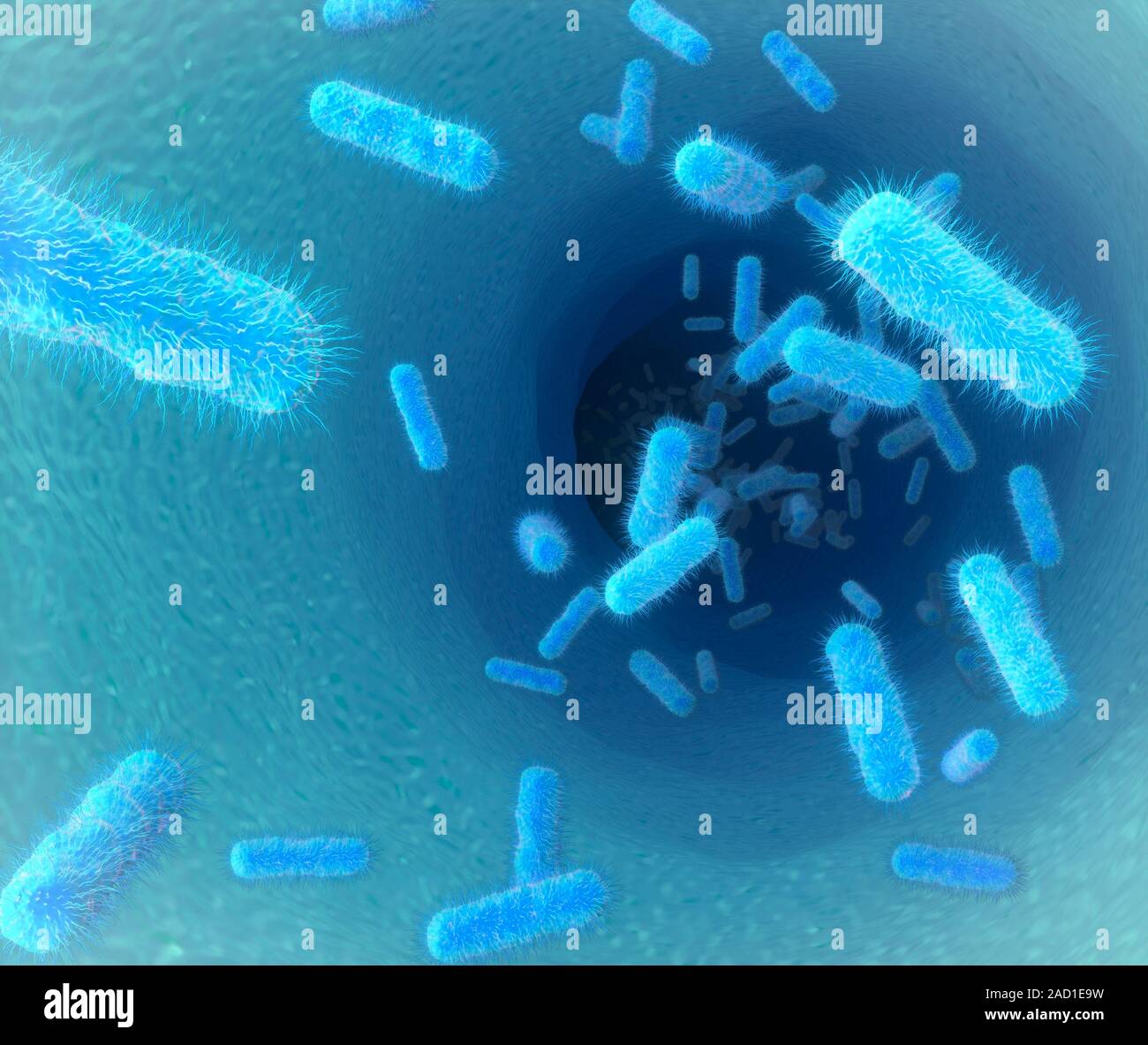 E. coli bacteria. Computer illustration of Escherichia coli bacteria in ...
