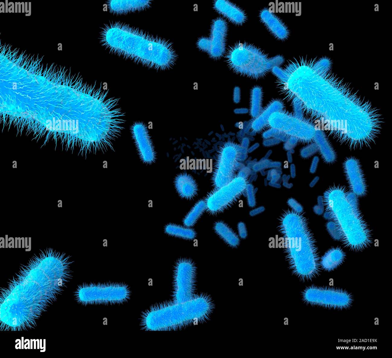 E. coli bacteria. Computer illustration of Escherichia coli bacteria. E ...