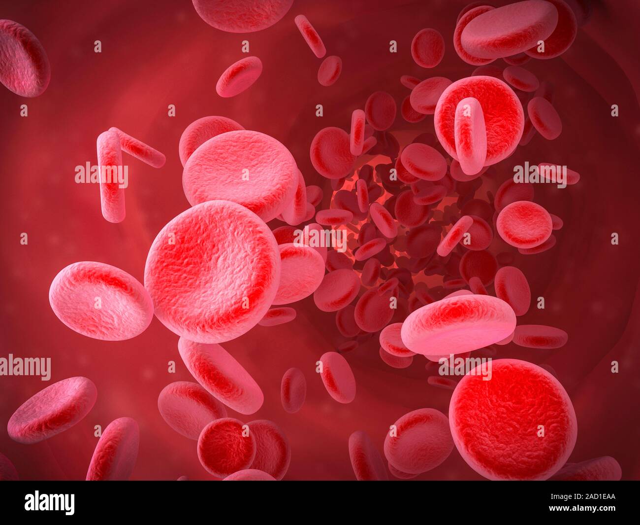 Red blood cells. Computer illustration of red blood cells (erythrocytes ...