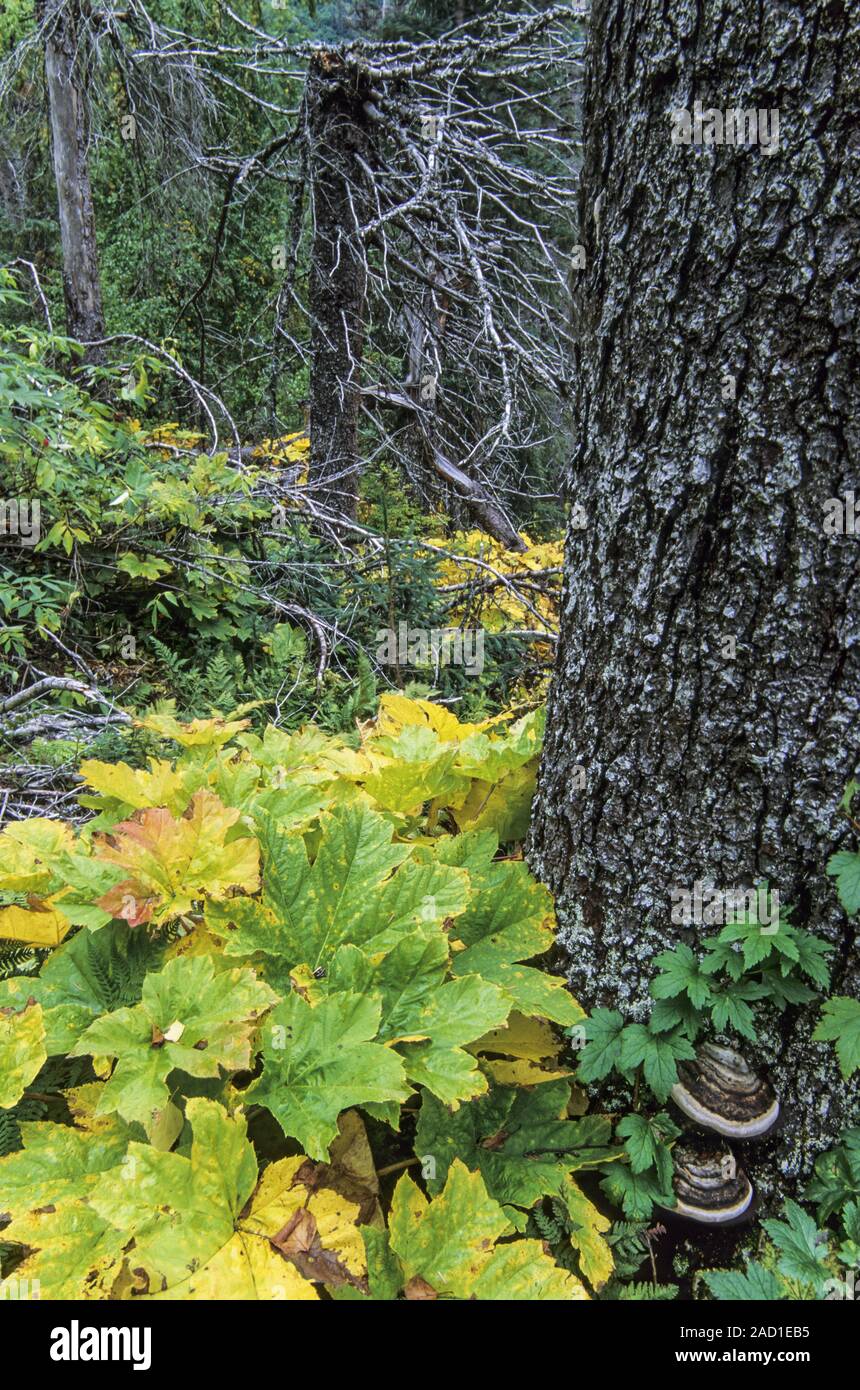 Devil's club indian hi-res stock photography and images - Alamy