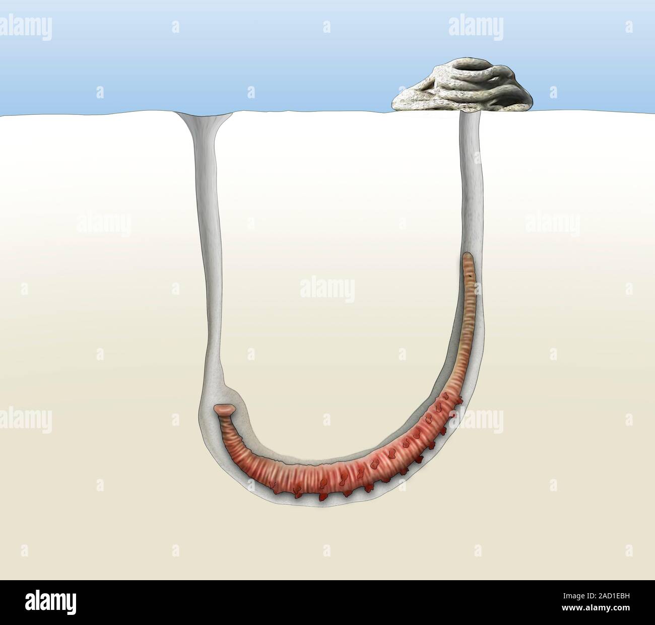 Lugworm (Arenicola marina) in its burrow. Computer illustration showing ...