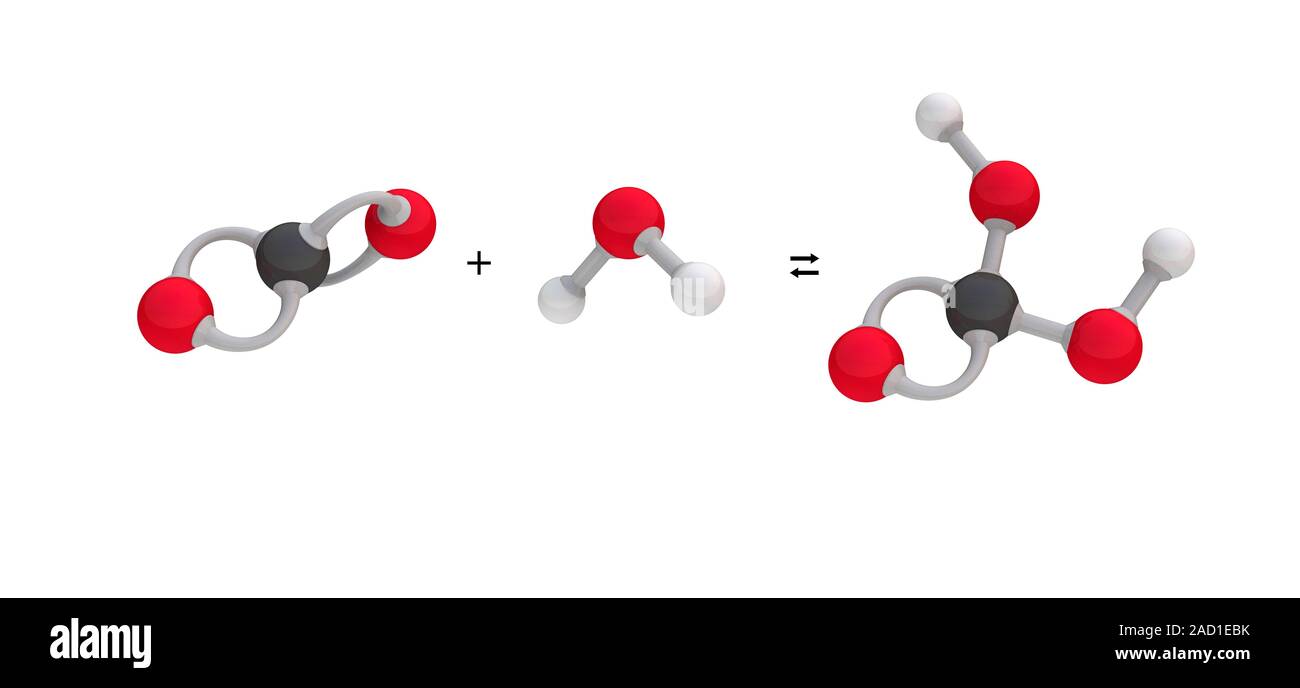 Formation of carbonic acid. Molecular model showing the reversible ...