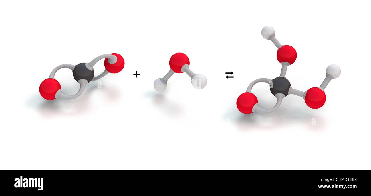 Formation of carbonic acid. Molecular model showing the reversible ...