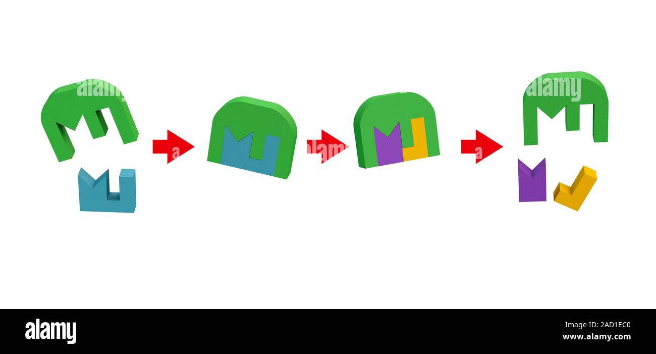 Action of catalase on hydrogen peroxide. Computer illustration showing ...