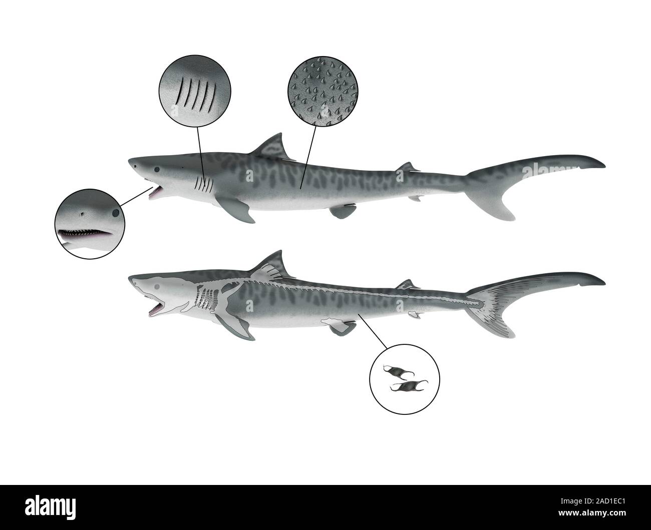 Shark anatomy. Computer illustration showing the anatomy of a typical ...