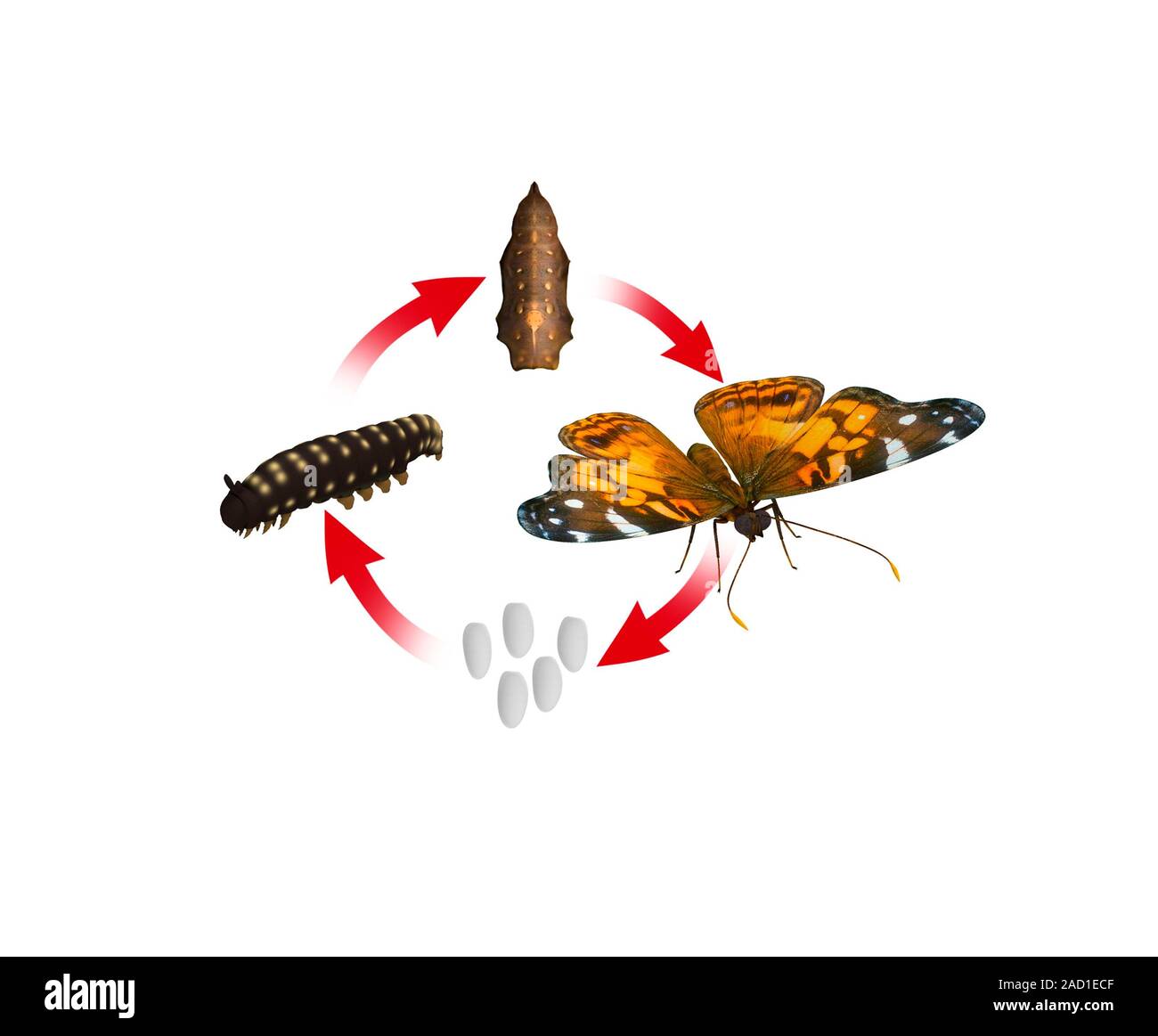 Complete metamorphosis. Computer illustration showing the process of ...