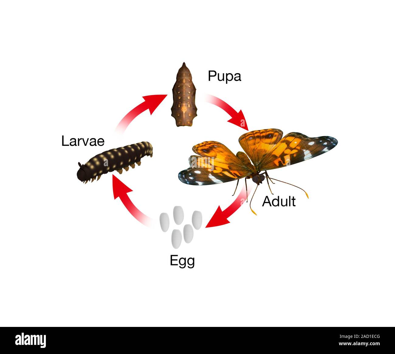 Complete metamorphosis. Computer illustration showing the process of ...