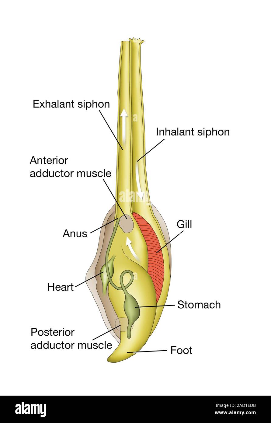 Soft Shell Clam Anatomy Mya Arenaria Computer Illustration Soft