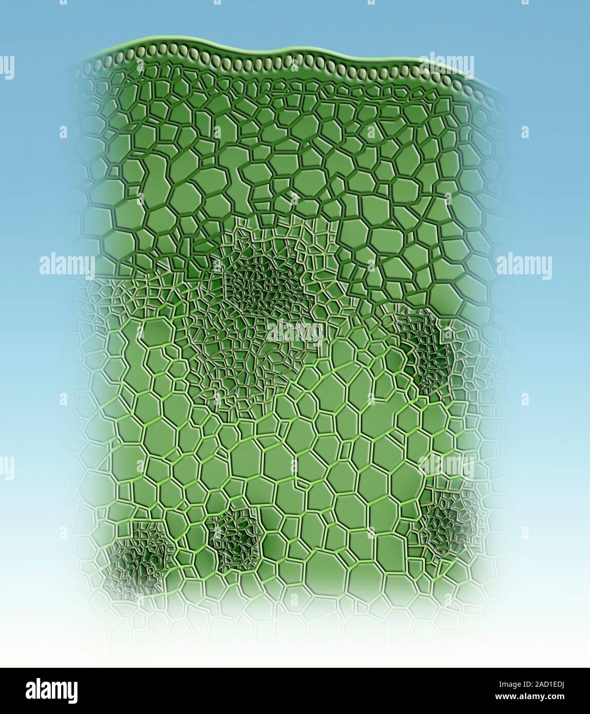 Plant stem anatomy. Computer illustration of a section through the stem ...