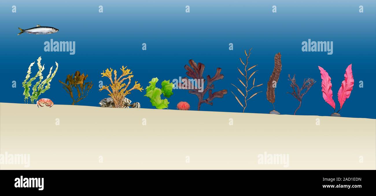 Computer illustration of marine plants growing on a seabed. From left ...