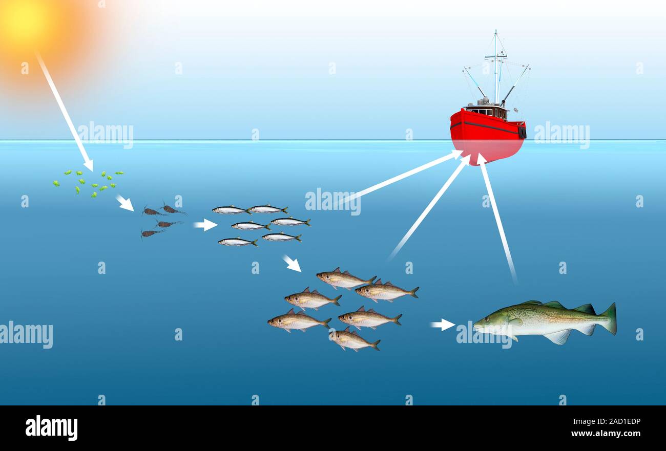 Sea food chain. Computer illustration showing the food chain for ...
