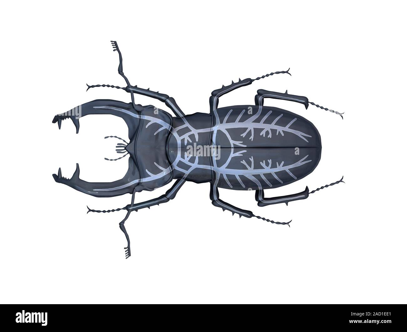 Stag beetle (family Lucanidae) respiratory system. Computer ...