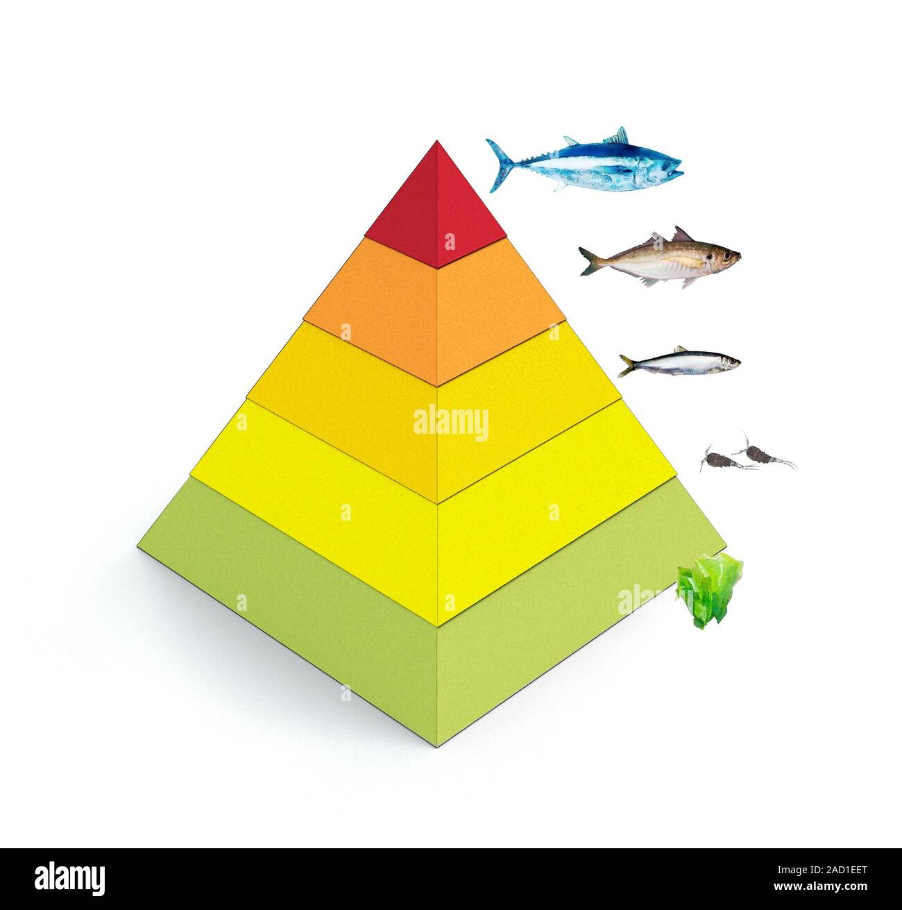 Trophic levels in the sea. Computer illustration showing the trophic ...