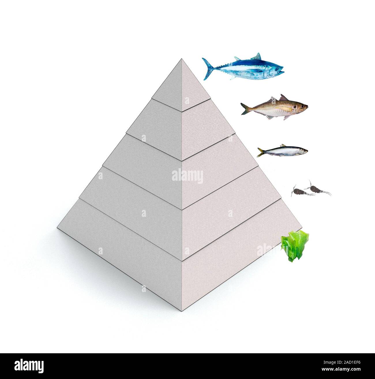 Trophic levels in the sea. Computer illustration showing the trophic ...