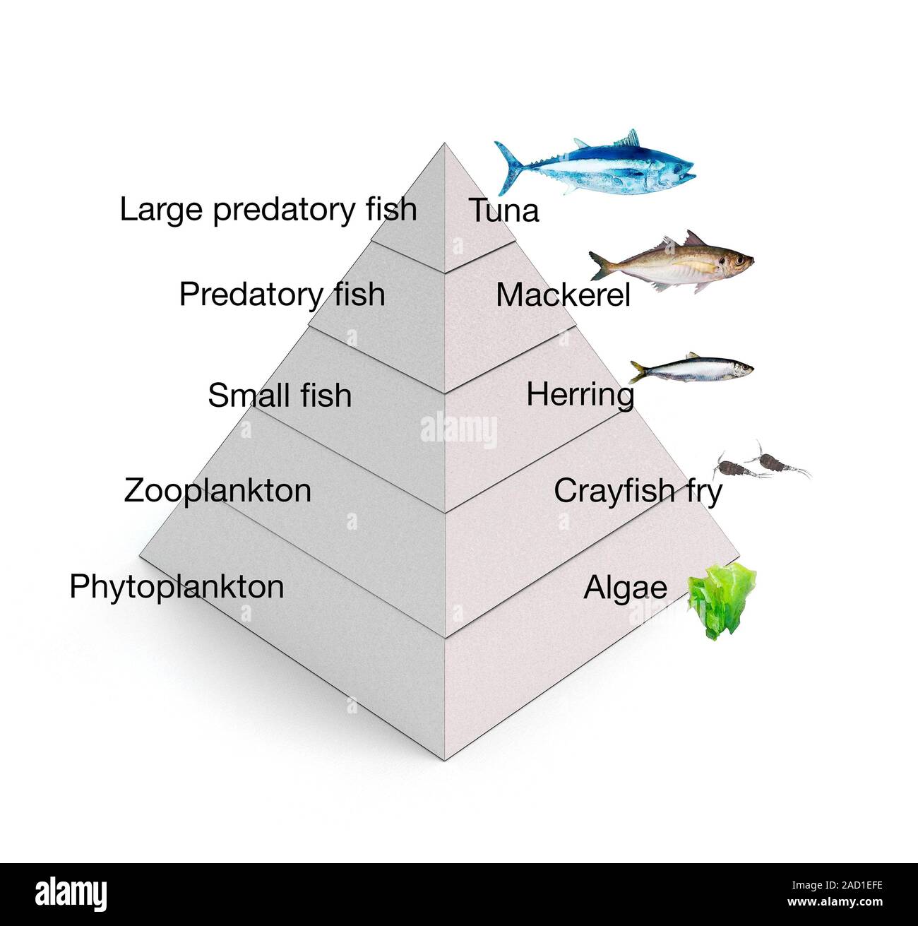 Trophic levels in the sea. Computer illustration showing the trophic ...