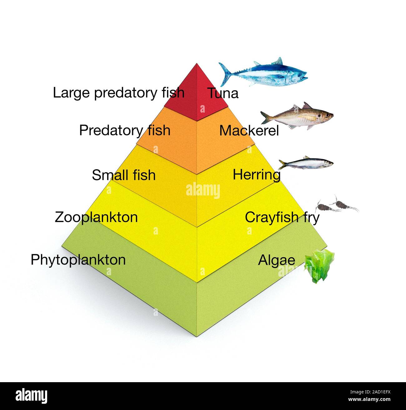 Trophic levels in the sea. Computer illustration showing the trophic ...