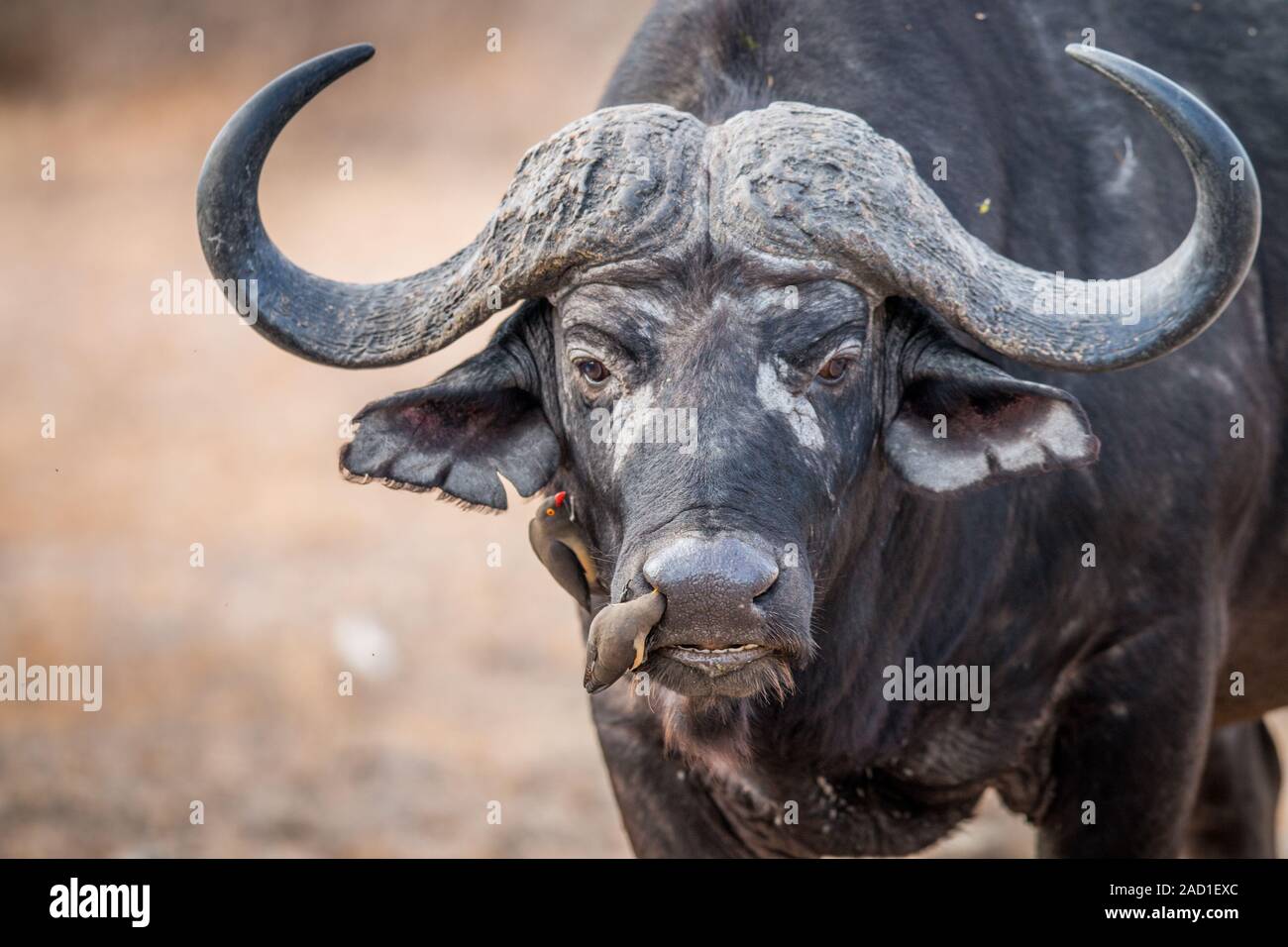 Oxpeckers hi-res stock photography and images - Alamy