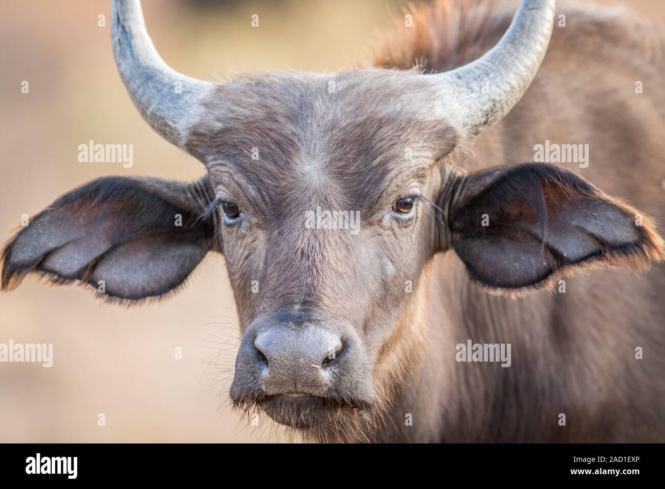 A young Buffalo starring at the camera Stock Photo - Alamy