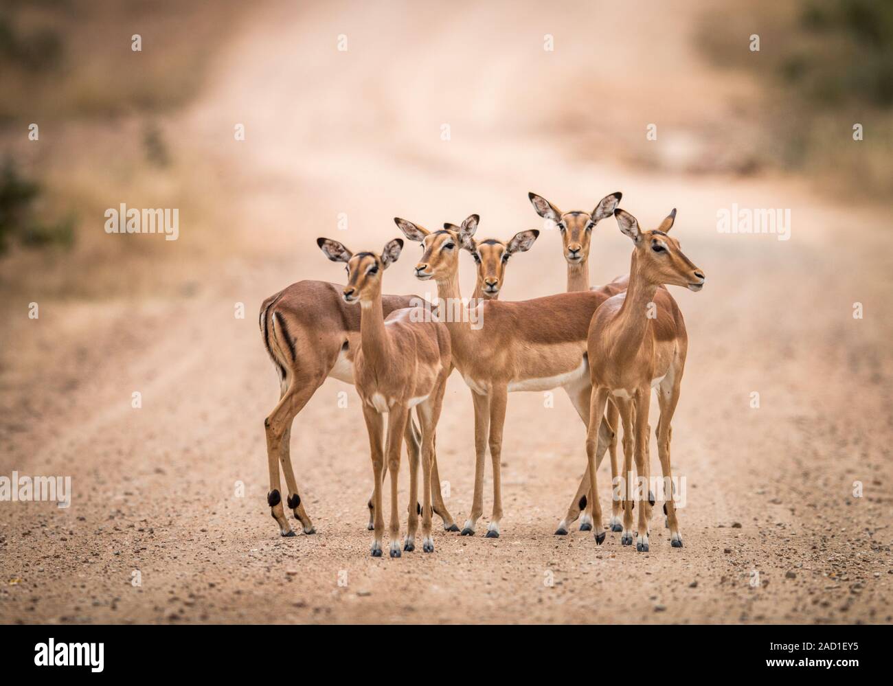 A starring group of female Impalas in the middle of the road Stock ...