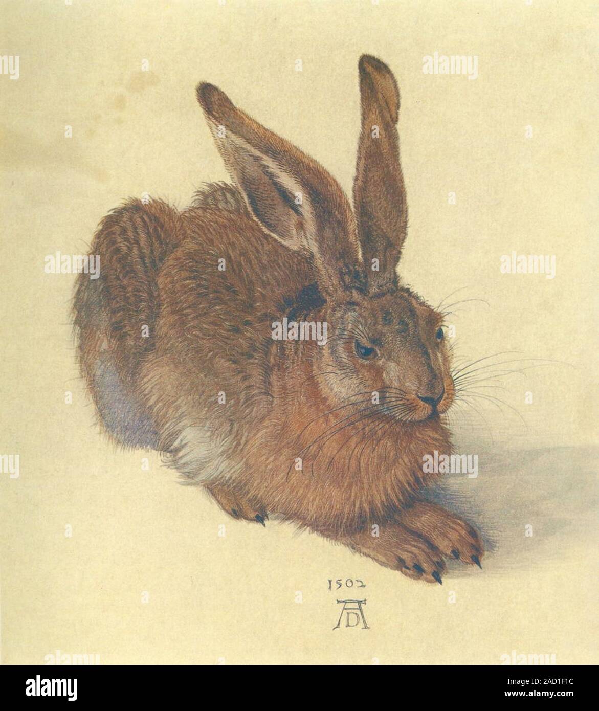 Durer Hare High Resolution Stock Photography and Images - Alamy