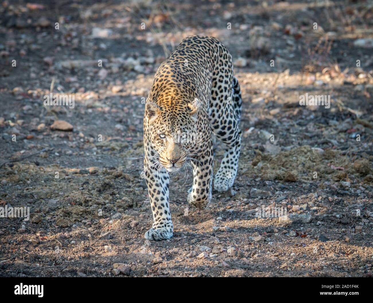 Leopard walking towards the camera Stock Photo - Alamy
