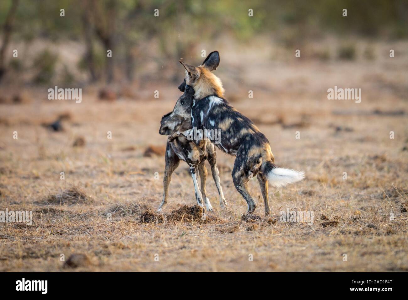 Two African wild dogs playing together in the Kruger National Park ...