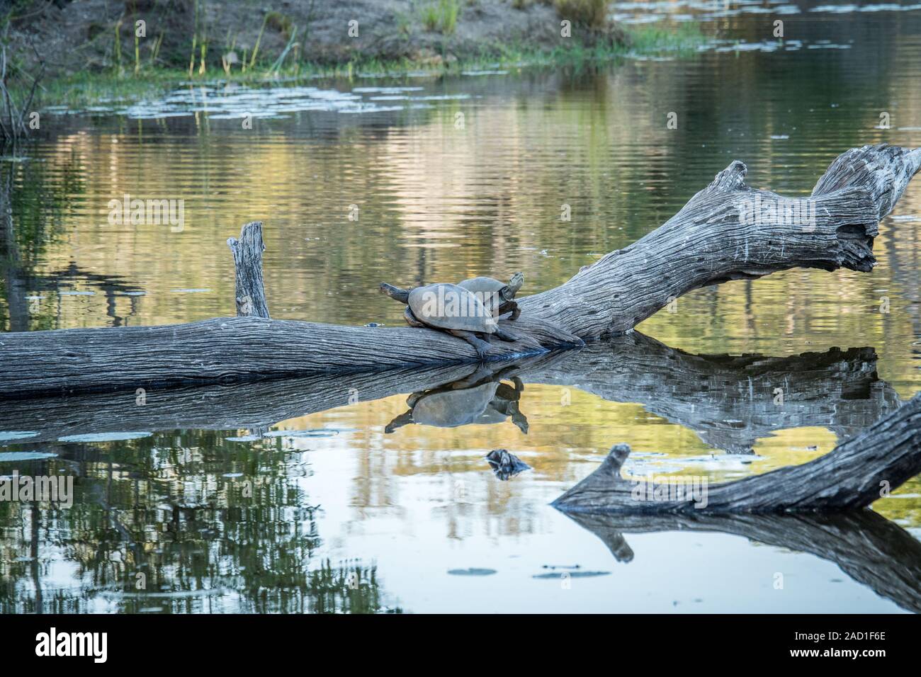 Two Speckled terrapins on a branch in the water Stock Photo - Alamy