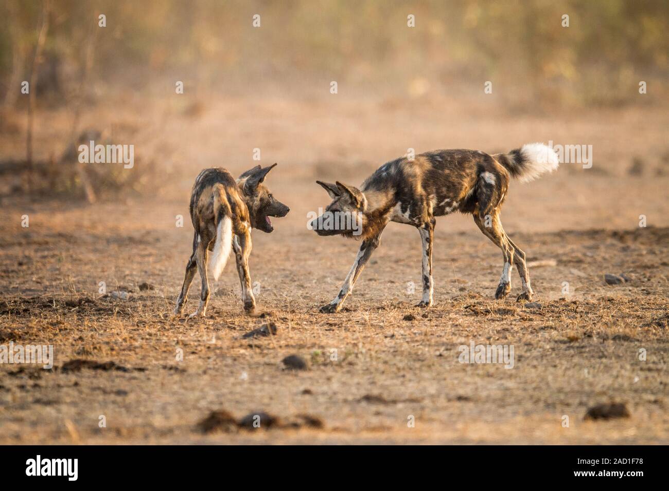 Two African wild dogs playing together in the Kruger National Park ...